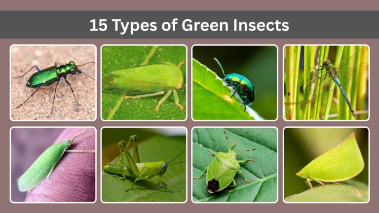 15 Types of Green Insects (With Identification & Pictures)