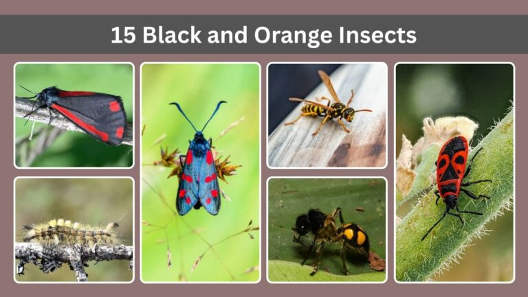 15 Black and Orange Insects: Identification With Pictures