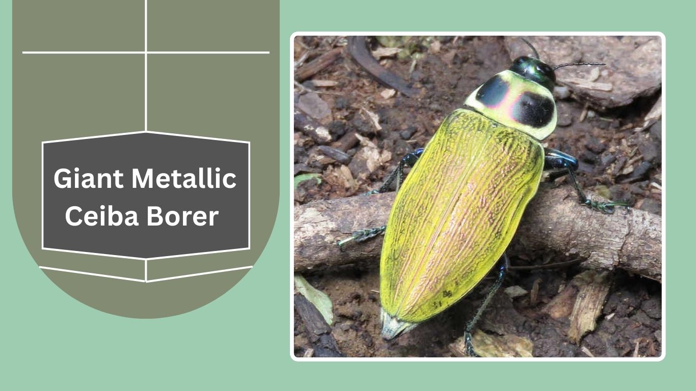 23 Types of Jewel Beetles: Species Identification with Pictures