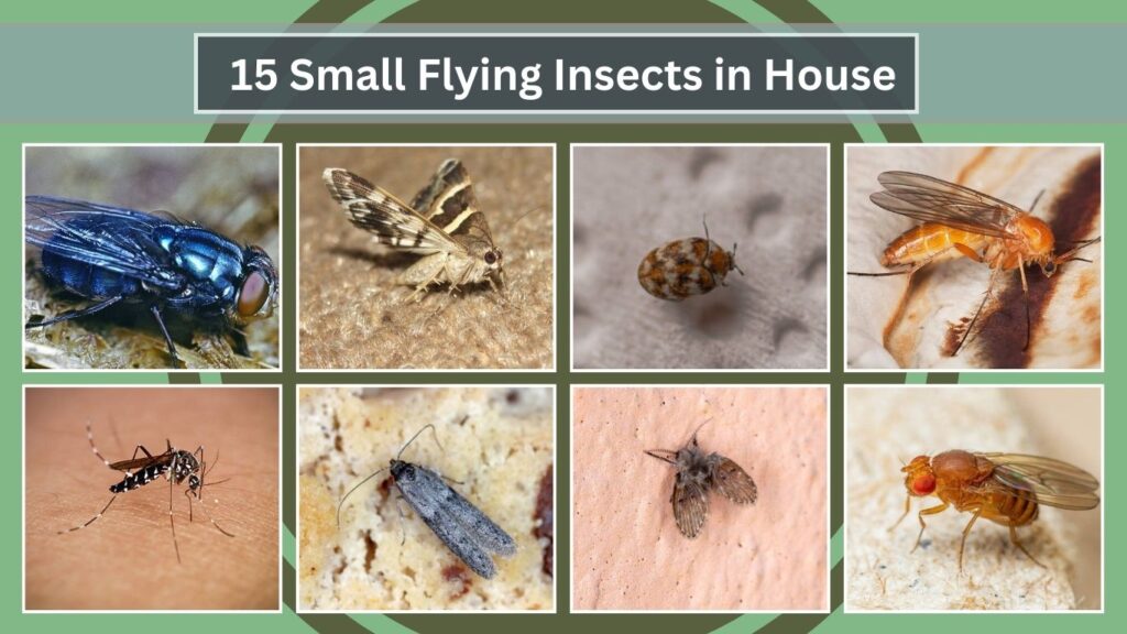15 Small Flying Insects in House: Identification, Diet and Habitat