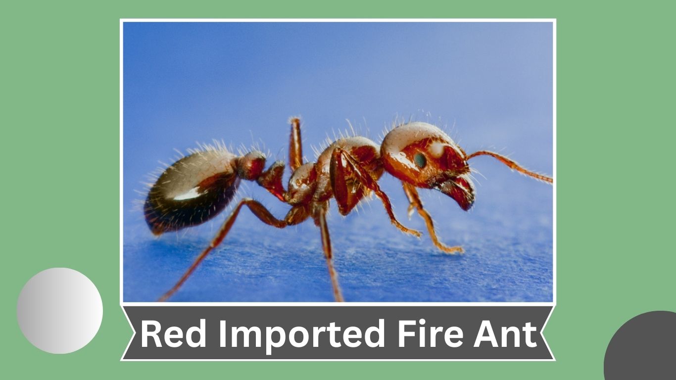27 Common Types of Stinging Insects: Identification, Sting & Danger