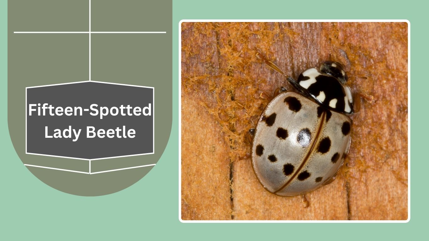 17 Common Types of Lady Beetles: Species Identification