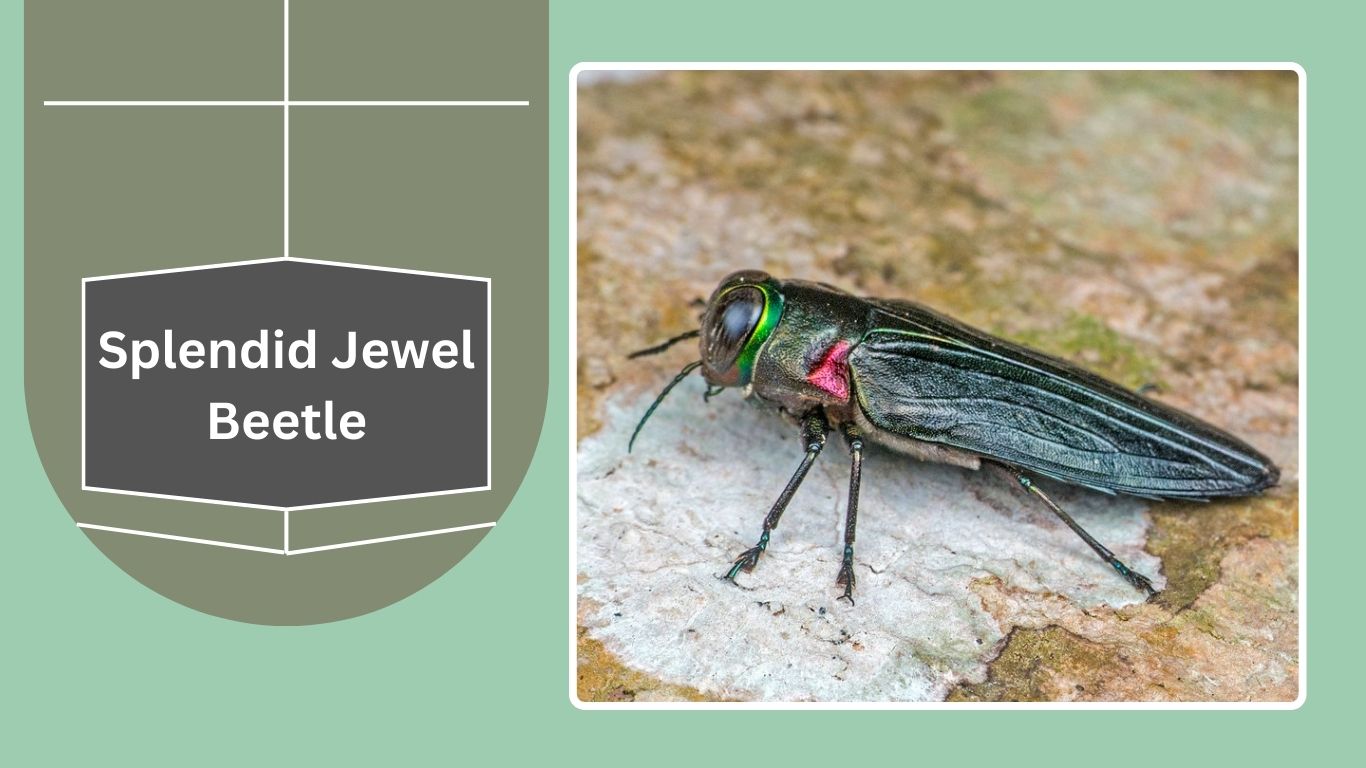 23 Types of Jewel Beetles: Species Identification with Pictures