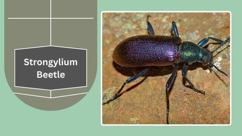 25 Types of Darkling Beetles: Identification with Pictures