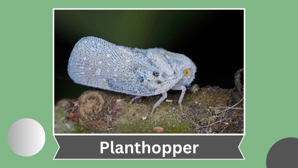 25 Types of Flying Insects: Identification, Habitat, Diet and More