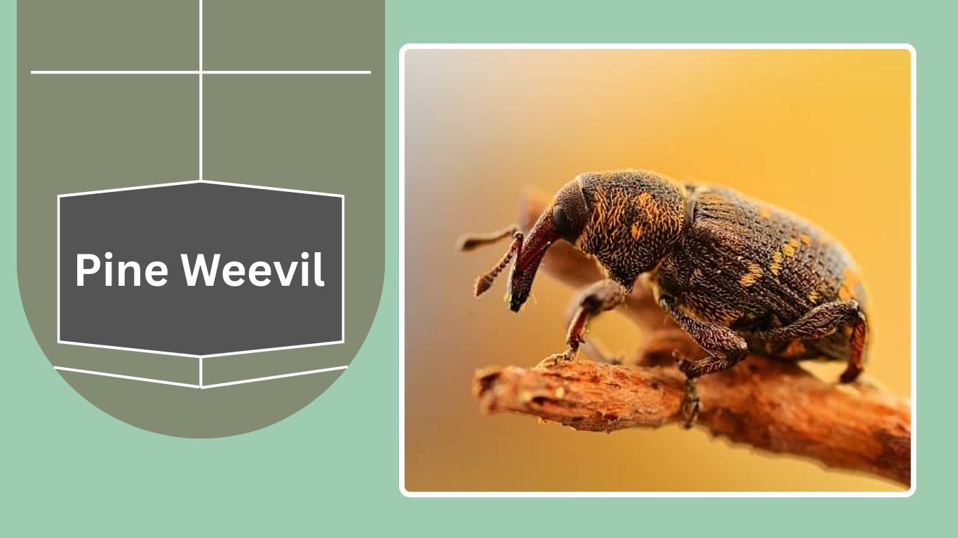 25 Types of Weevils: Different Species Identification