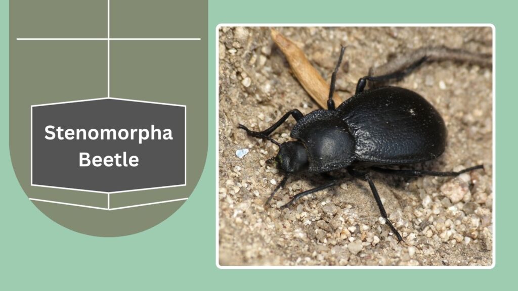 25 Types of Darkling Beetles: Identification with Pictures