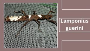 21 Types of Stick Insects: Identification with Pictures