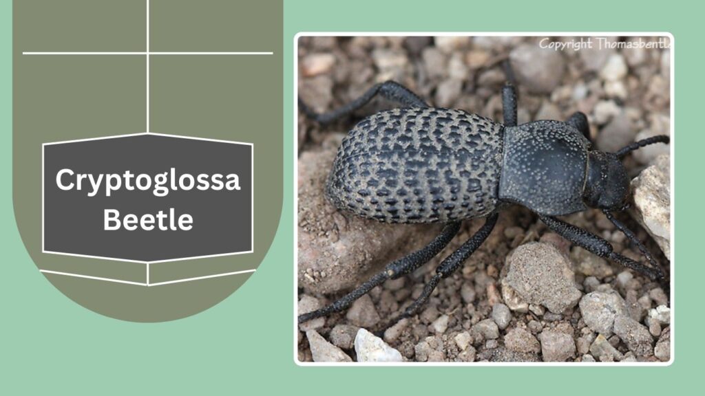 25 Types of Darkling Beetles: Identification with Pictures