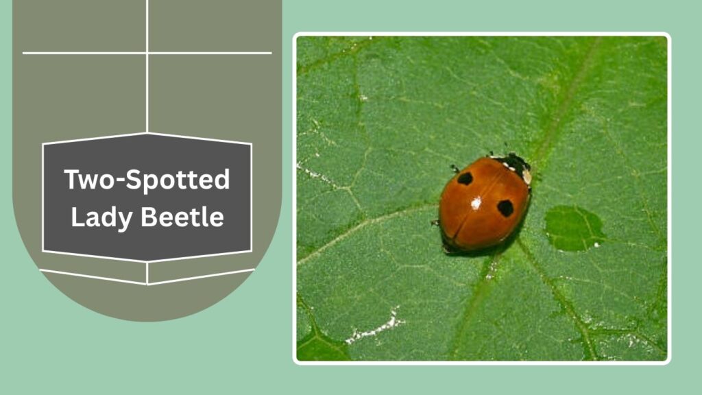 17 Common Types of Lady Beetles: Species Identification