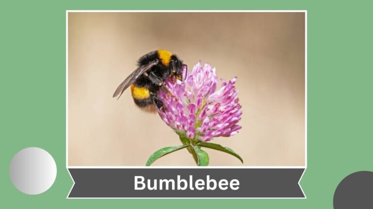 27 Common Types of Stinging Insects: Identification, Sting & Danger