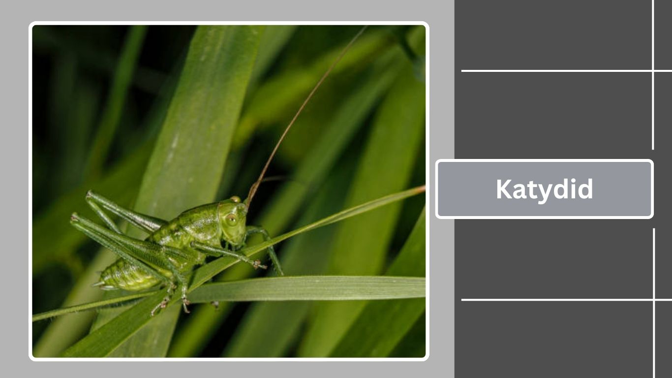 10 Types of Insects That Make Noise at Night