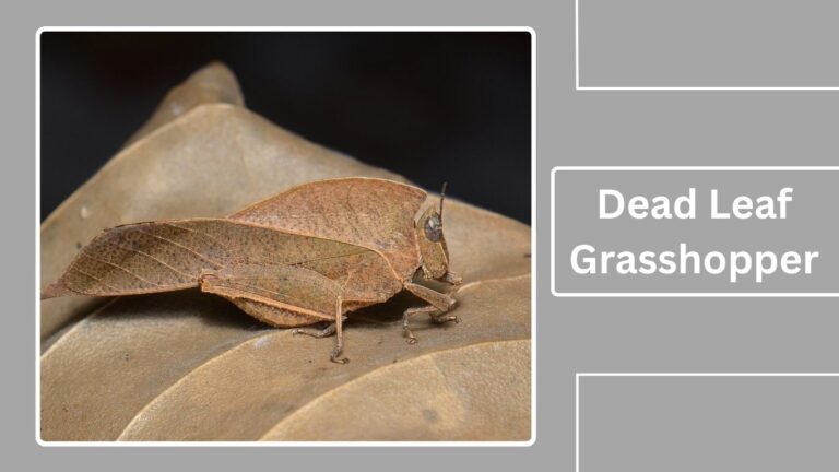11 Types of Insects That Look Like a Leaf (ID & Pictures)