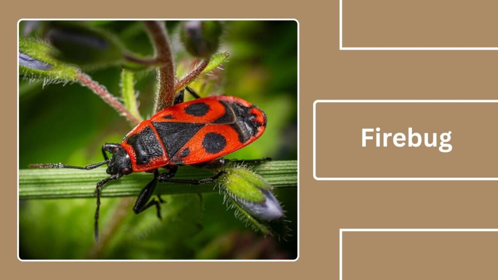 25 Red and Black Insects: Identification Guide With Pictures