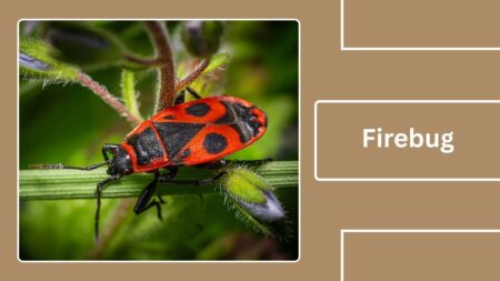 25 Red and Black Insects: Identification Guide With Pictures