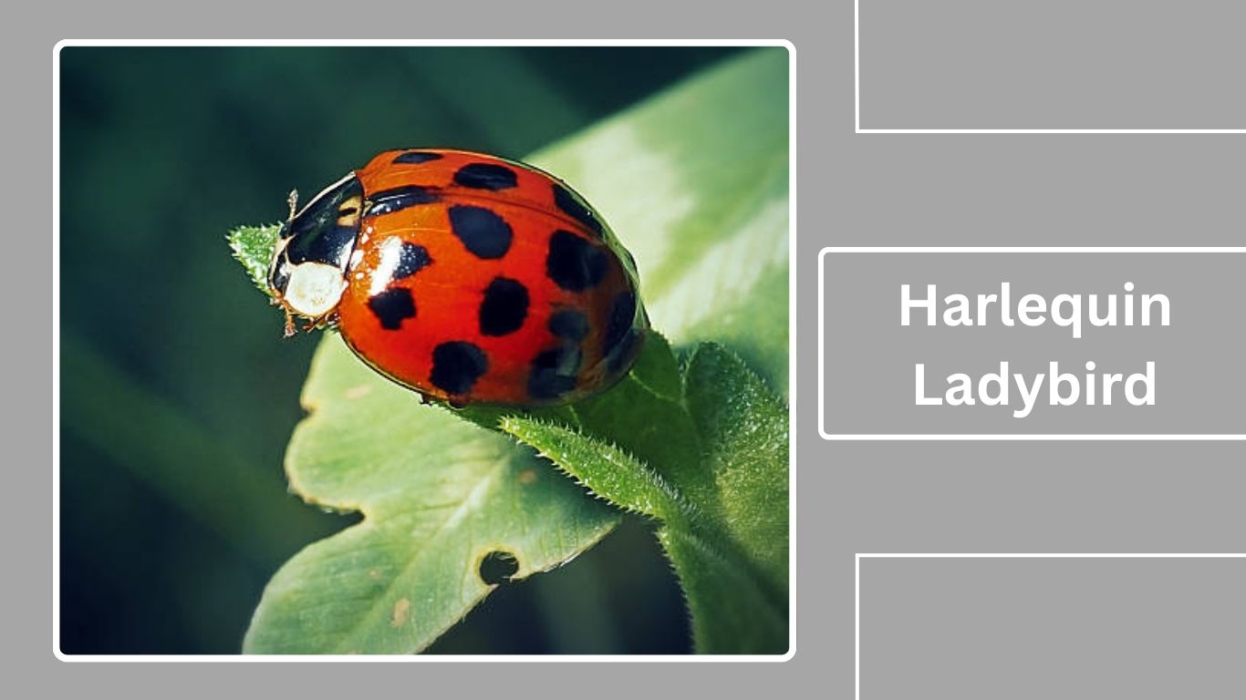 15 Black and Orange Insects: Identification With Pictures