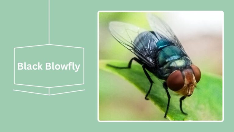 16 Black Flying Insects: Identification With Pictures