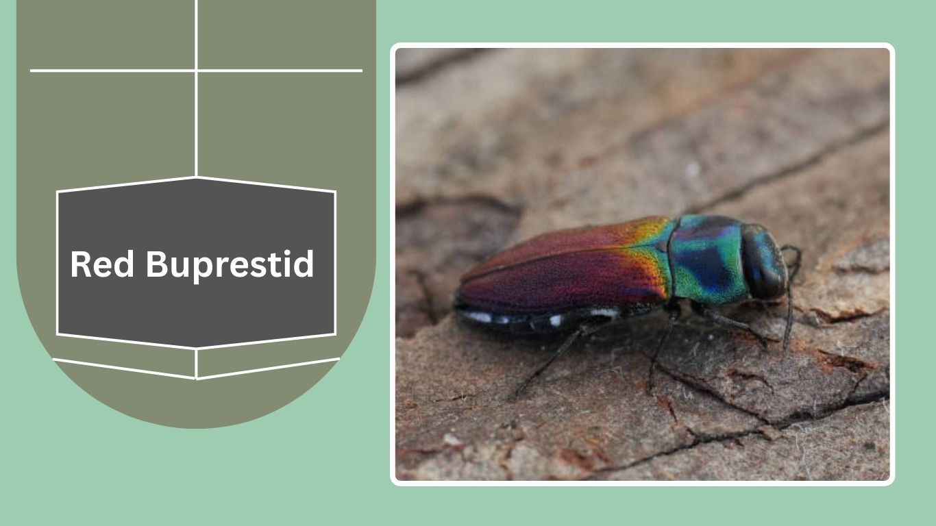 23 Types of Jewel Beetles: Species Identification with Pictures