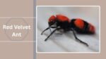 17 Types of Red Insects that Bite : Identification with Pictures