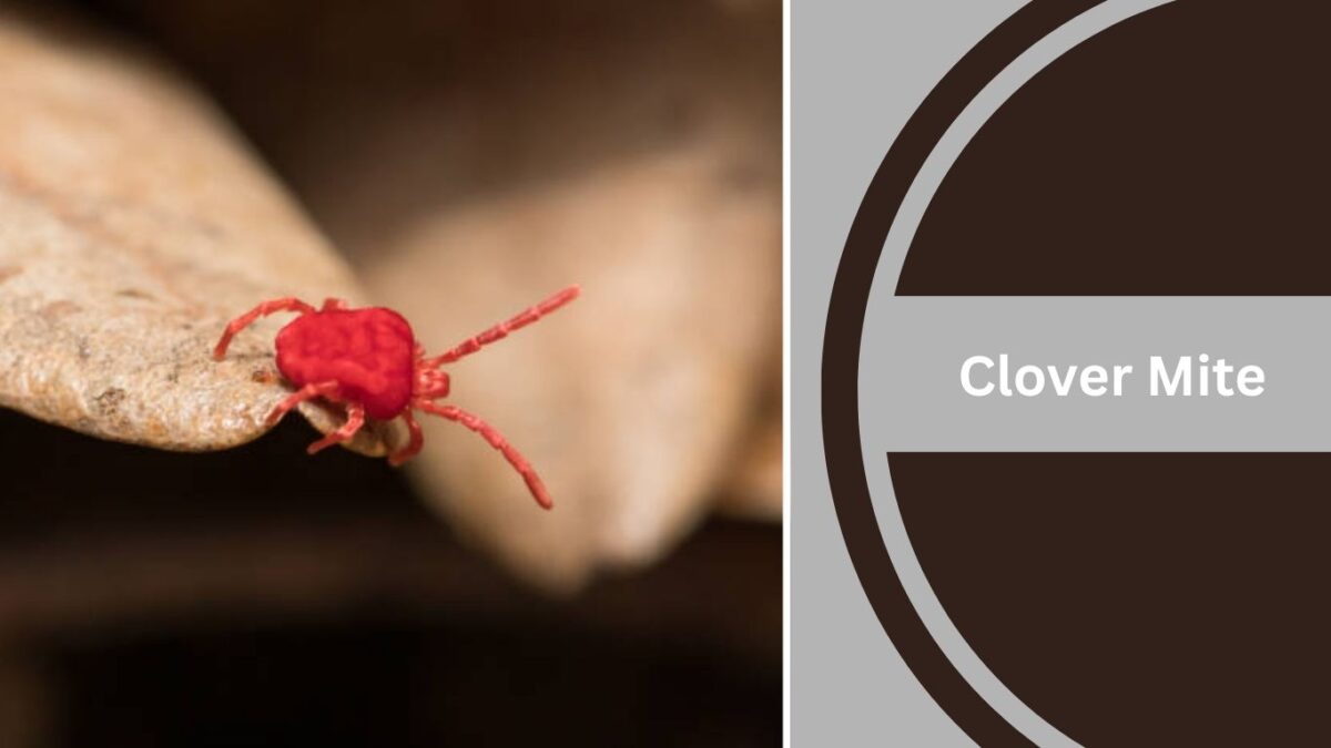 15 Types of Small Red Insects: Identification with Pictures