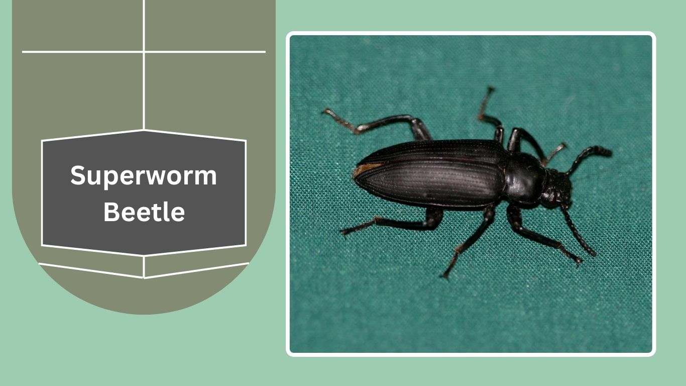 25 Types of Darkling Beetles: Identification with Pictures