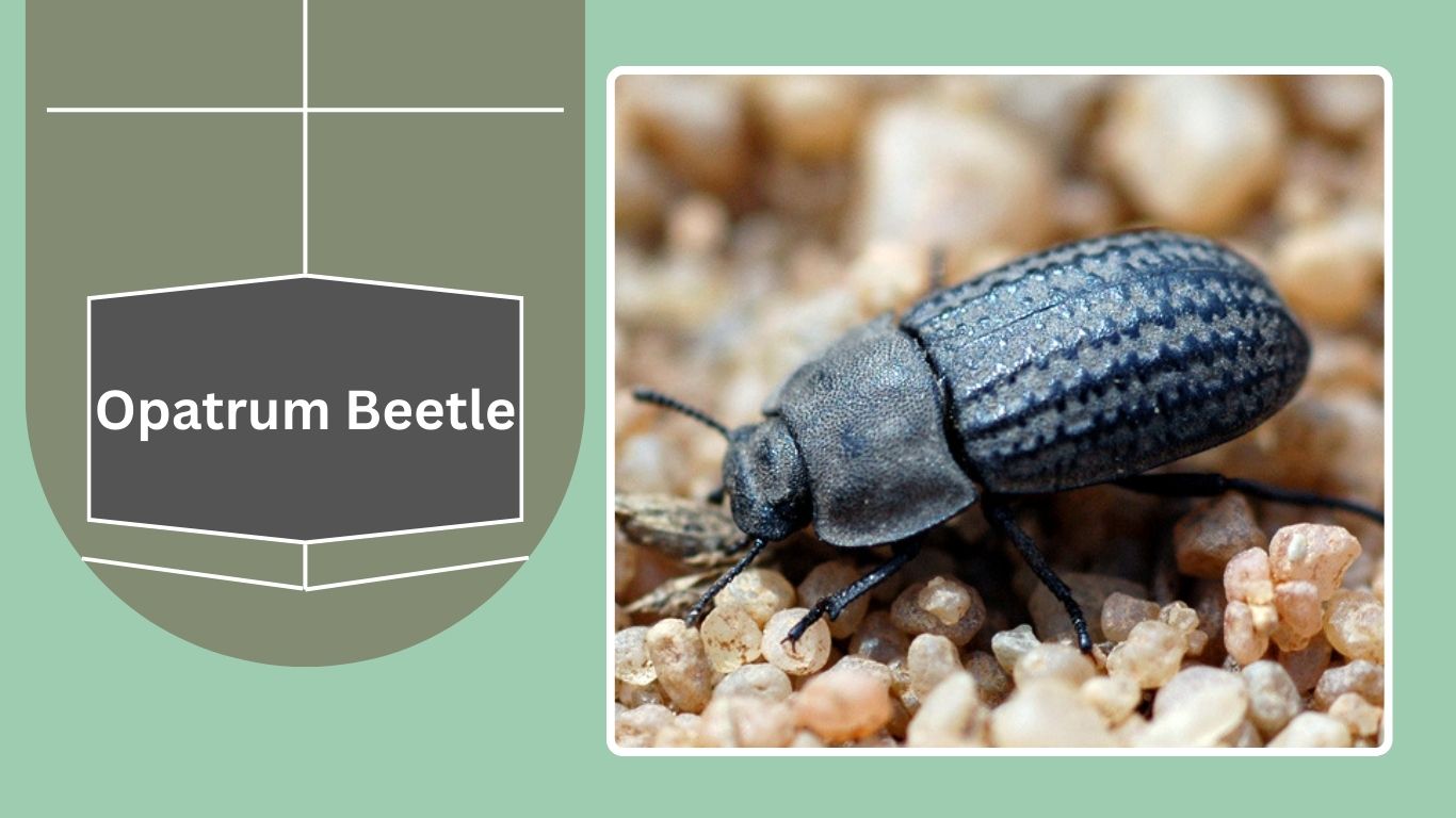25 Types of Darkling Beetles: Identification with Pictures
