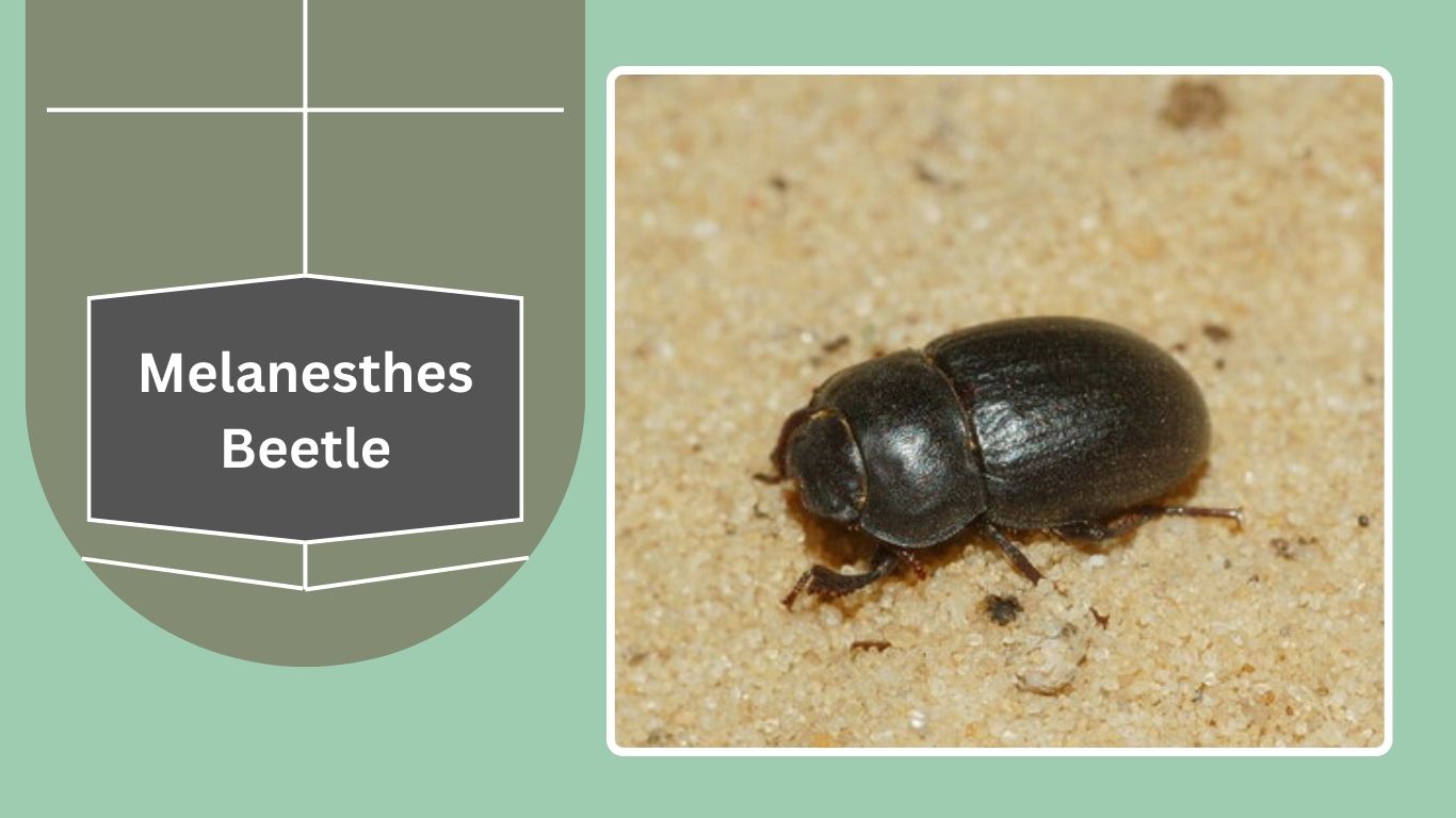 25 Types of Darkling Beetles: Identification with Pictures
