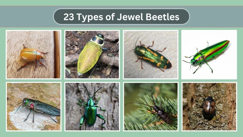 23 Types of Jewel Beetles: Species Identification with Pictures