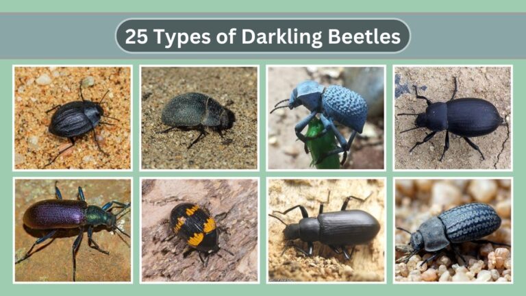 25 Types of Darkling Beetles: Identification with Pictures