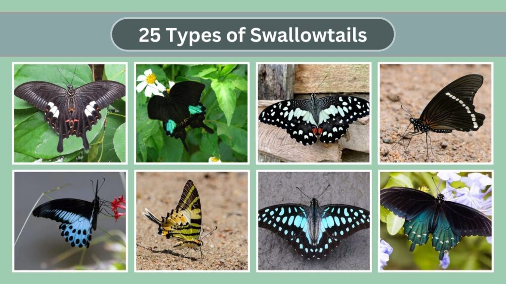 25 Types of Swallowtails: Identification with Pictures