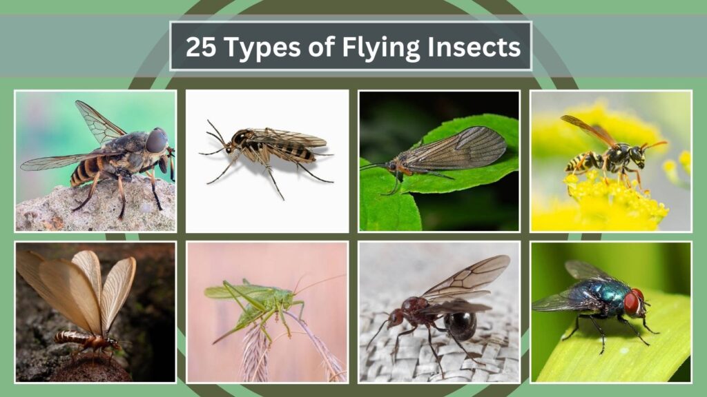 25 Types of Flying Insects: Identification, Habitat, Diet and More