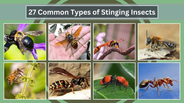 27 Common Types of Stinging Insects: Identification, Sting & Danger