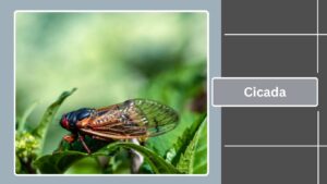 10 Types of Insects That Make Noise at Night