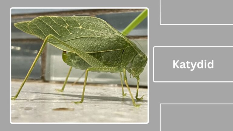 11 Types of Insects That Look Like a Leaf (ID & Pictures)