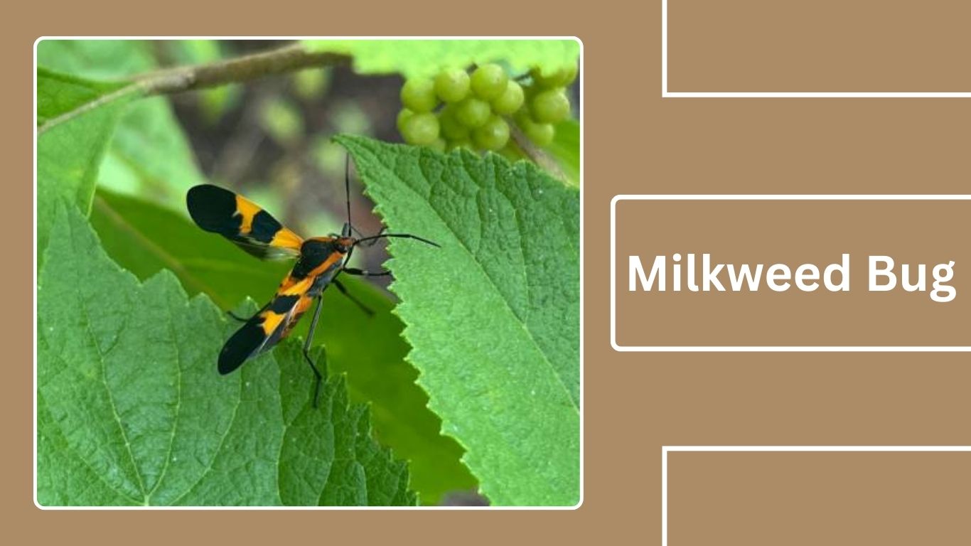 25 Red and Black Insects: Identification Guide With Pictures