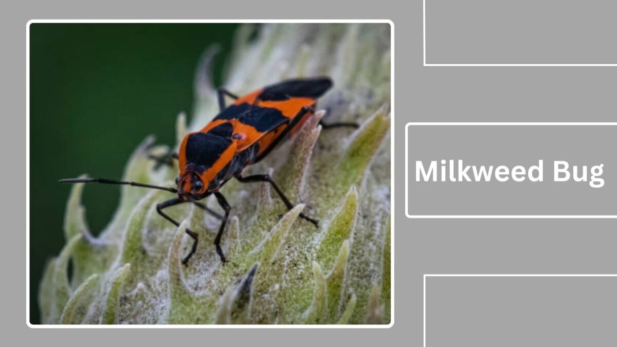 15 Black and Orange Insects: Identification With Pictures