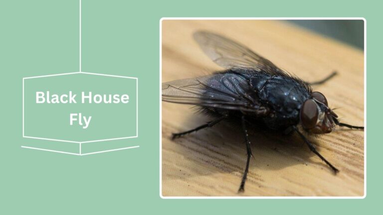 16 Black Flying Insects: Identification With Pictures