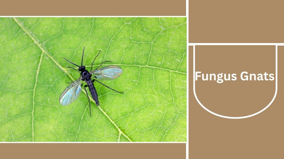 20 Black Insects Commonly Found in Houses: Identification & Control