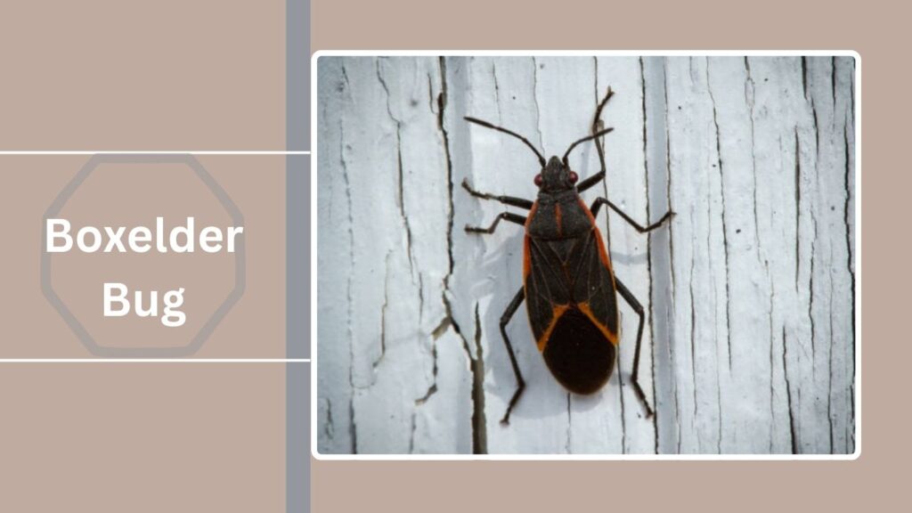 17 Types of Red Insects that Bite : Identification with Pictures