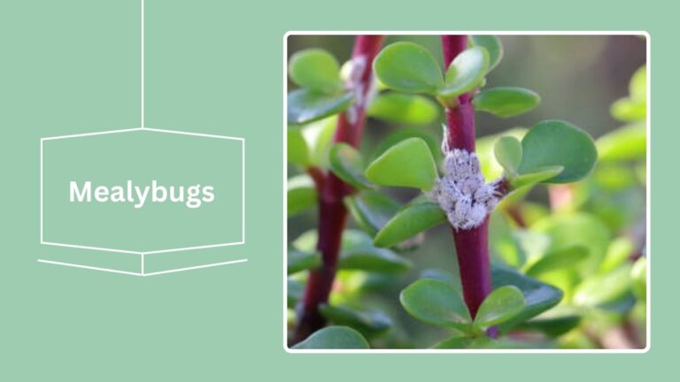 10 Types of Small White Insects on plants: (ID and Pictures)