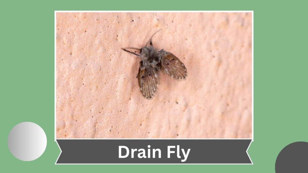 15 Small Flying Insects in House: Identification, Diet and Habitat