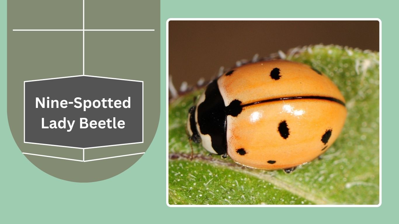 17 Common Types of Lady Beetles: Species Identification