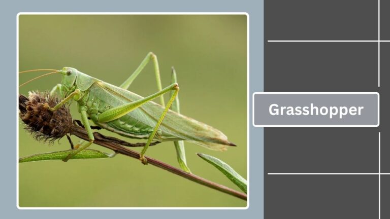 10 Types of Insects That Make Noise at Night