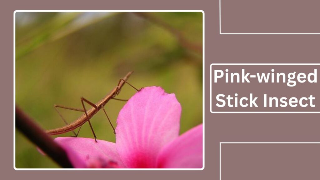 21 Types of Stick Insects: Identification with Pictures