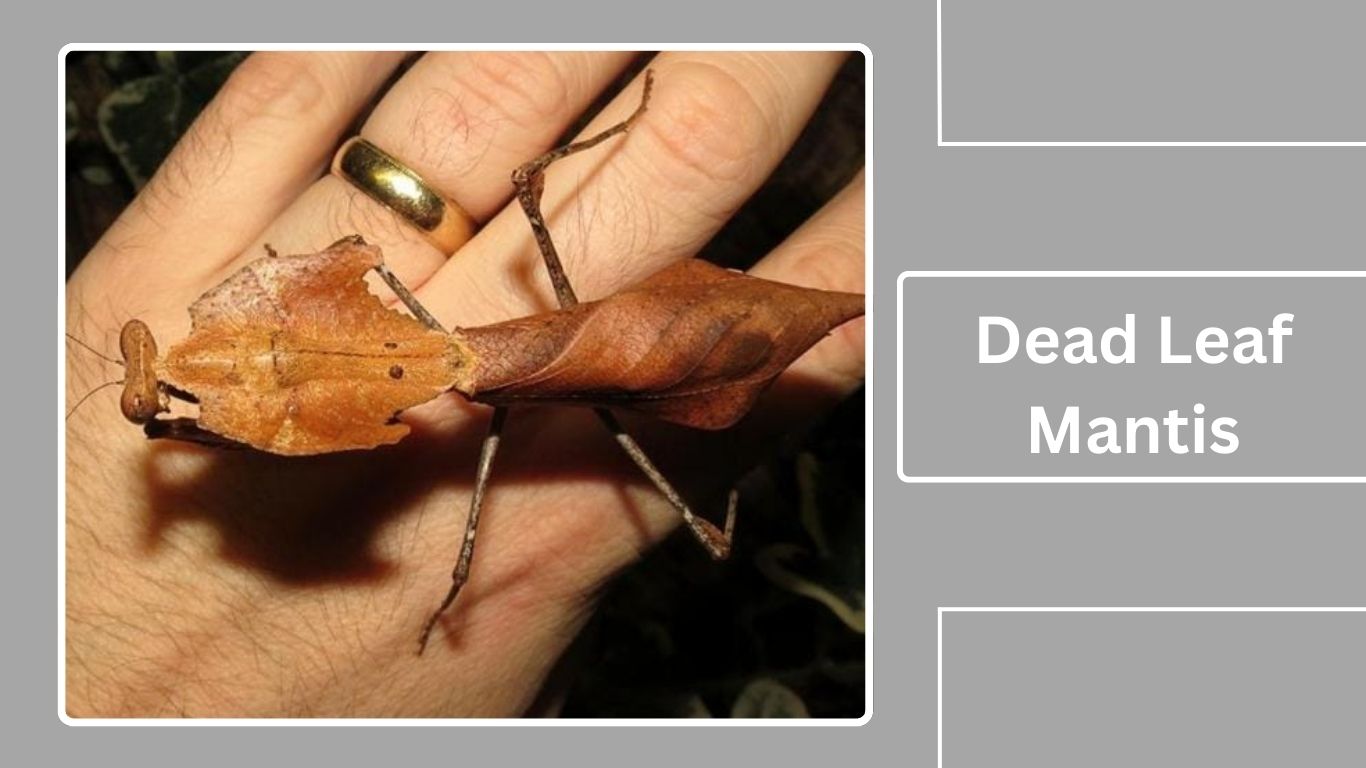 11 Types of Insects That Look Like a Leaf (ID & Pictures)