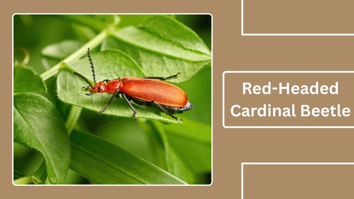 25 Red and Black Insects: Identification Guide With Pictures