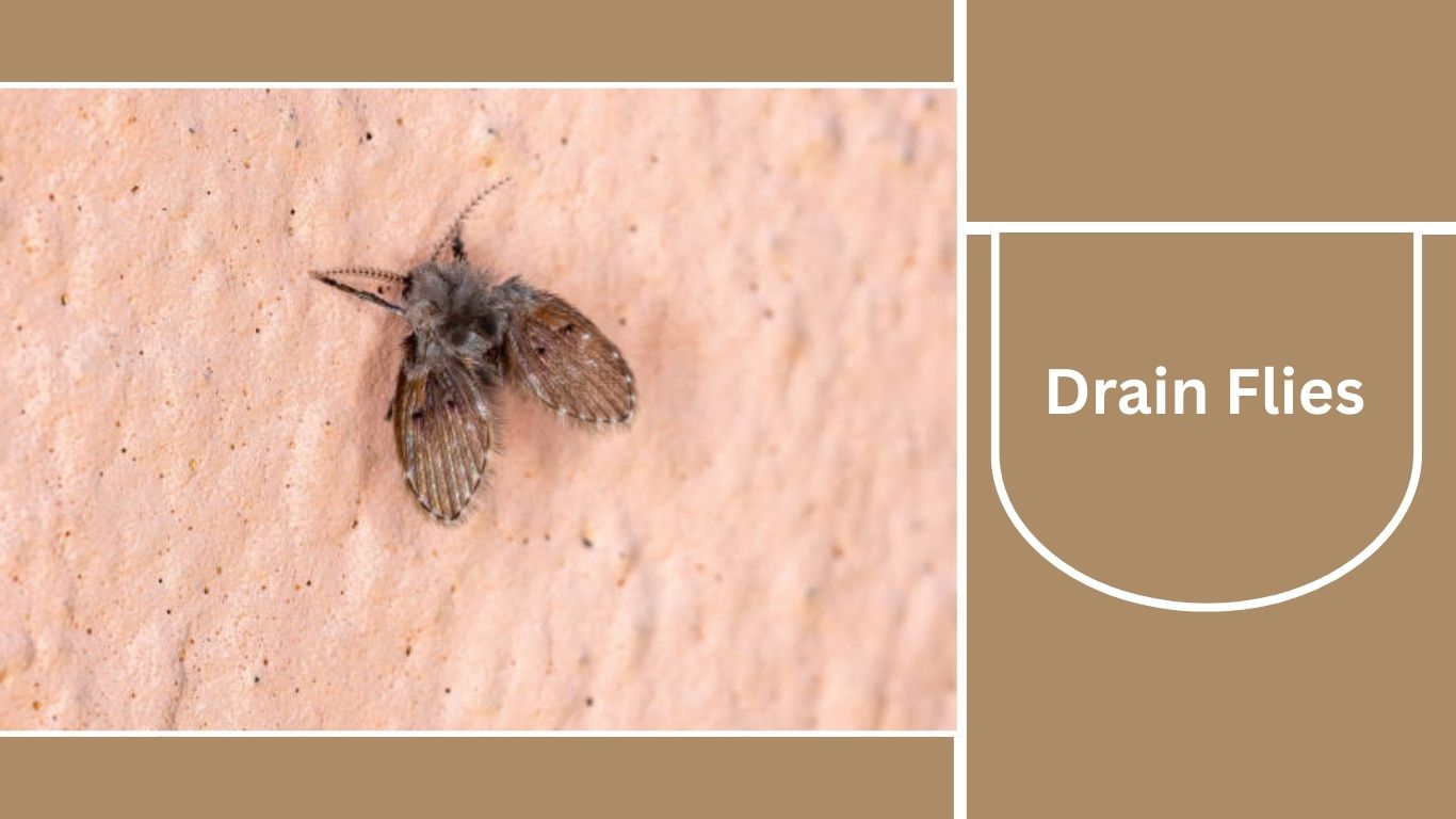 20 Black Insects Commonly Found in Houses: Identification & Control