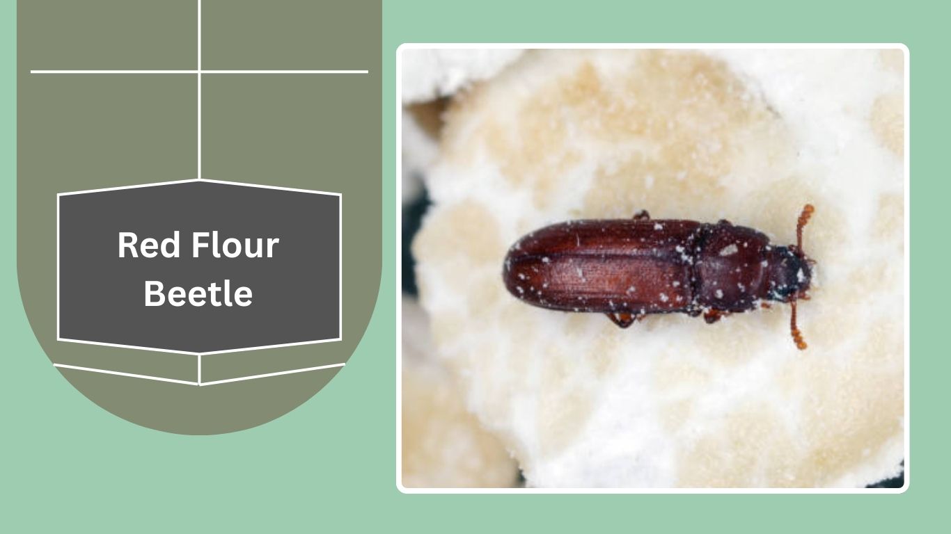 25 Types of Darkling Beetles: Identification with Pictures