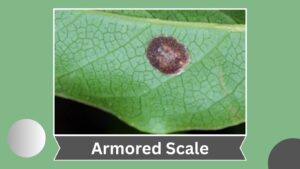 12 Types of Scale Insects: Identification, Habitat, Lifecycle and Damage