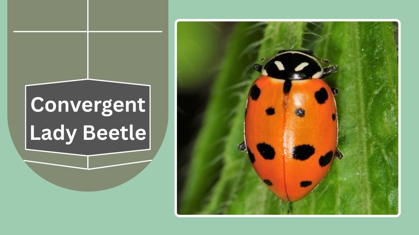 17 Common Types of Lady Beetles: Species Identification